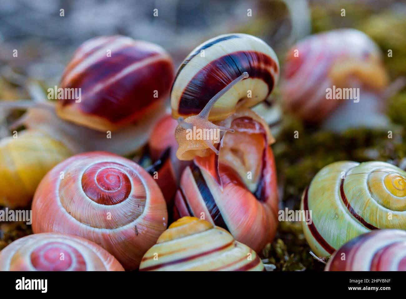 Grove snails (Cepaea nemoralis) and White-lip gardensnails (Cepaea ...