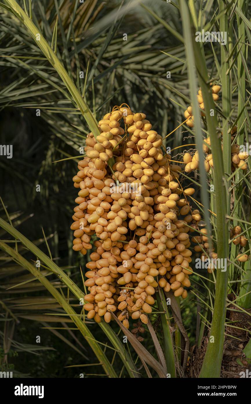 Closeup of date palm trees with ripped dates Stock Photo - Alamy
