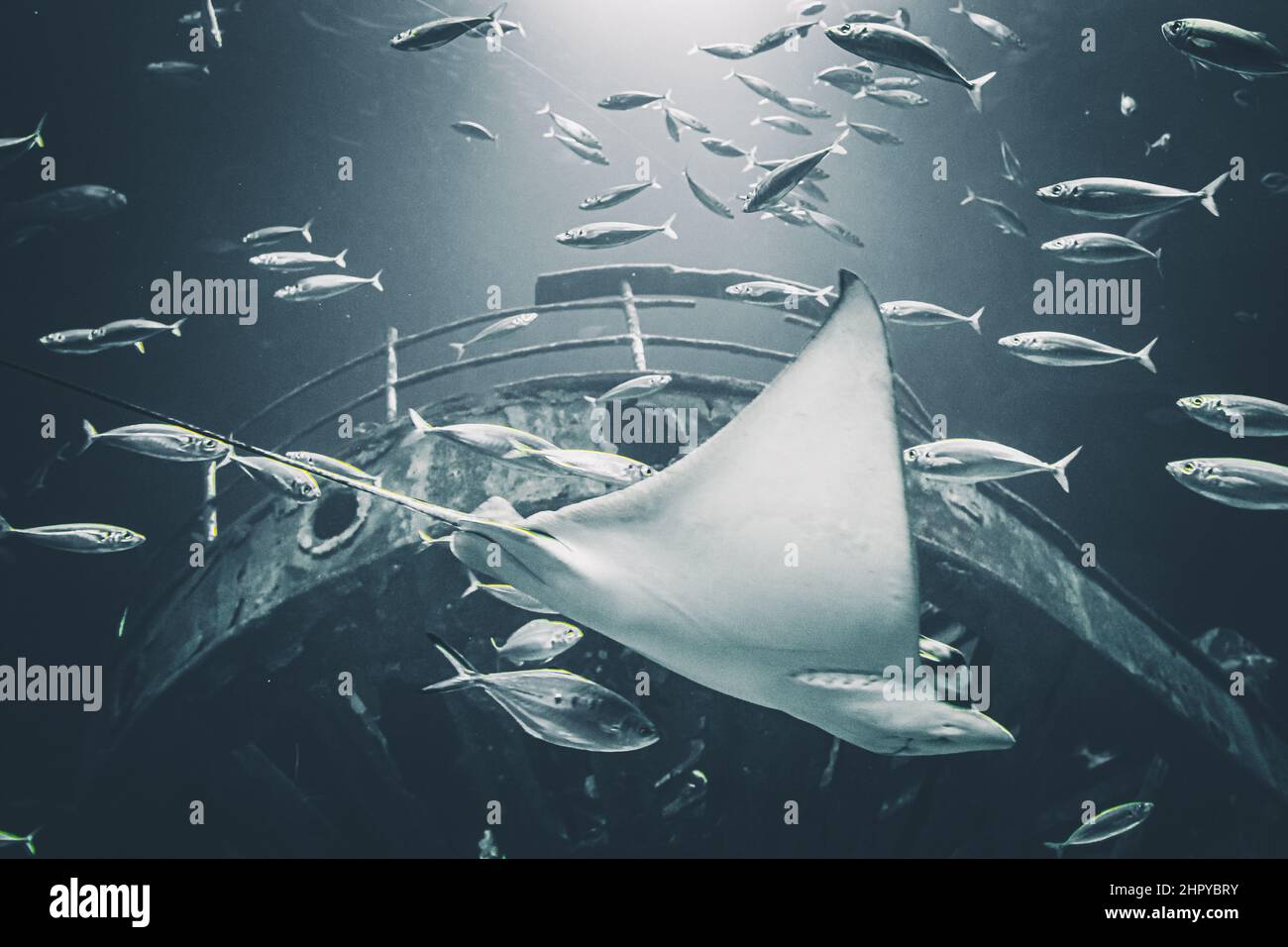 Sunken ship and shoal of fish underwater Stock Photo - Alamy