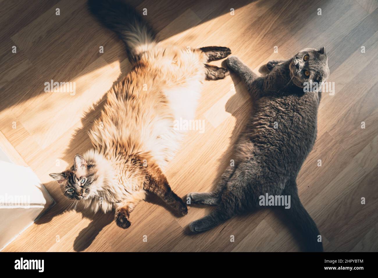 Adorable couple of a female ragdoll and male Scottish fold cats laying ...