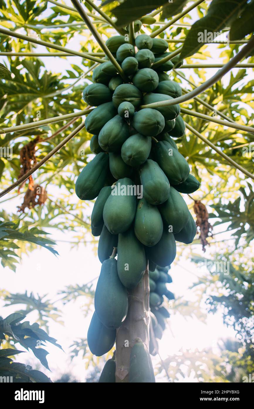 Vertical shot of abundant unripe papaya fruits hanging from a tree ...
