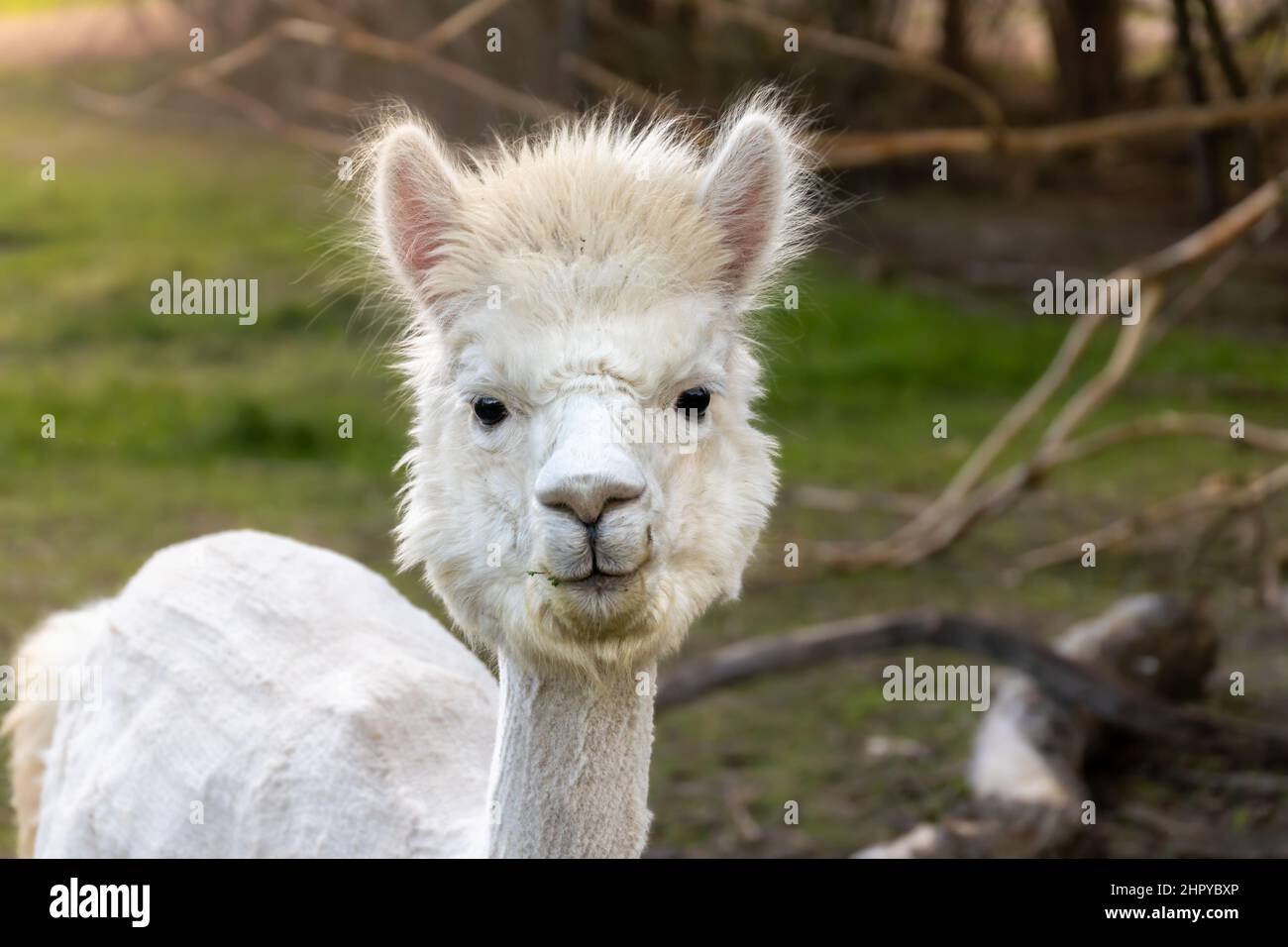 Closeup shot of the white alpaca in the green field on a gloomy day ...