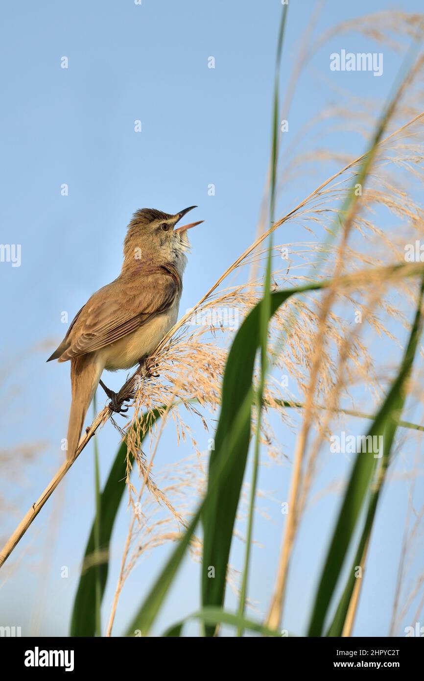 Great Reed Warbler (Acrocephalus arundinaceus) singing on a reed ...