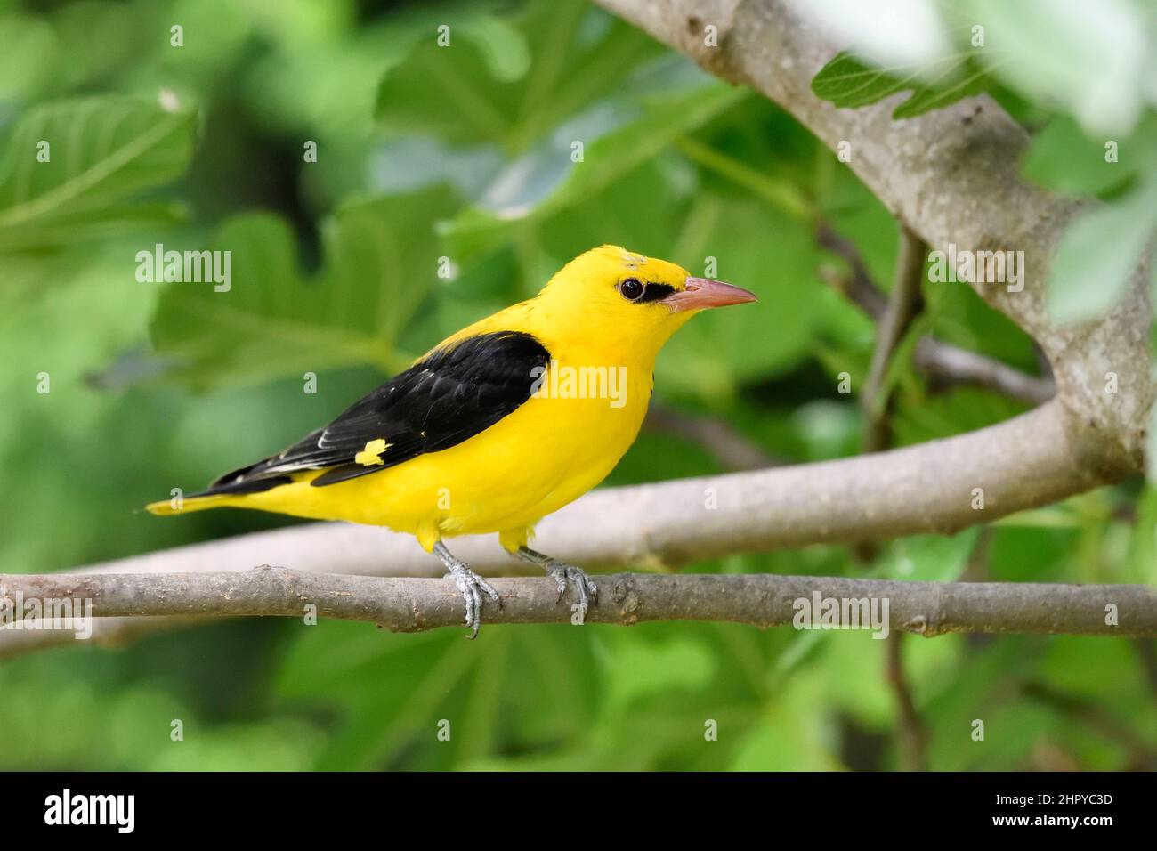 Eurasian Golden Oriole (Oriolus oriolus) perched in fig tree, France ...