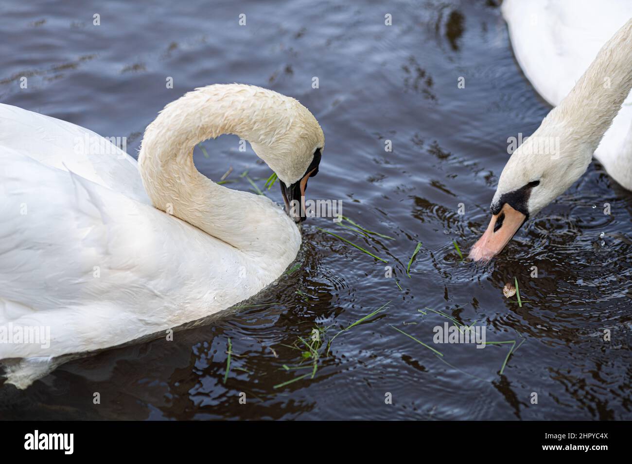 Couple of swans playing in the water Stock Photo - Alamy