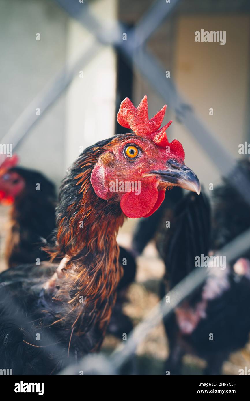 Funny Chicken Pics Of Farmers