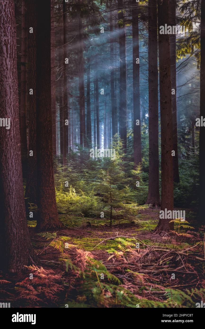 Vertical shot of sun rays shining through trees in a forest Stock Photo ...