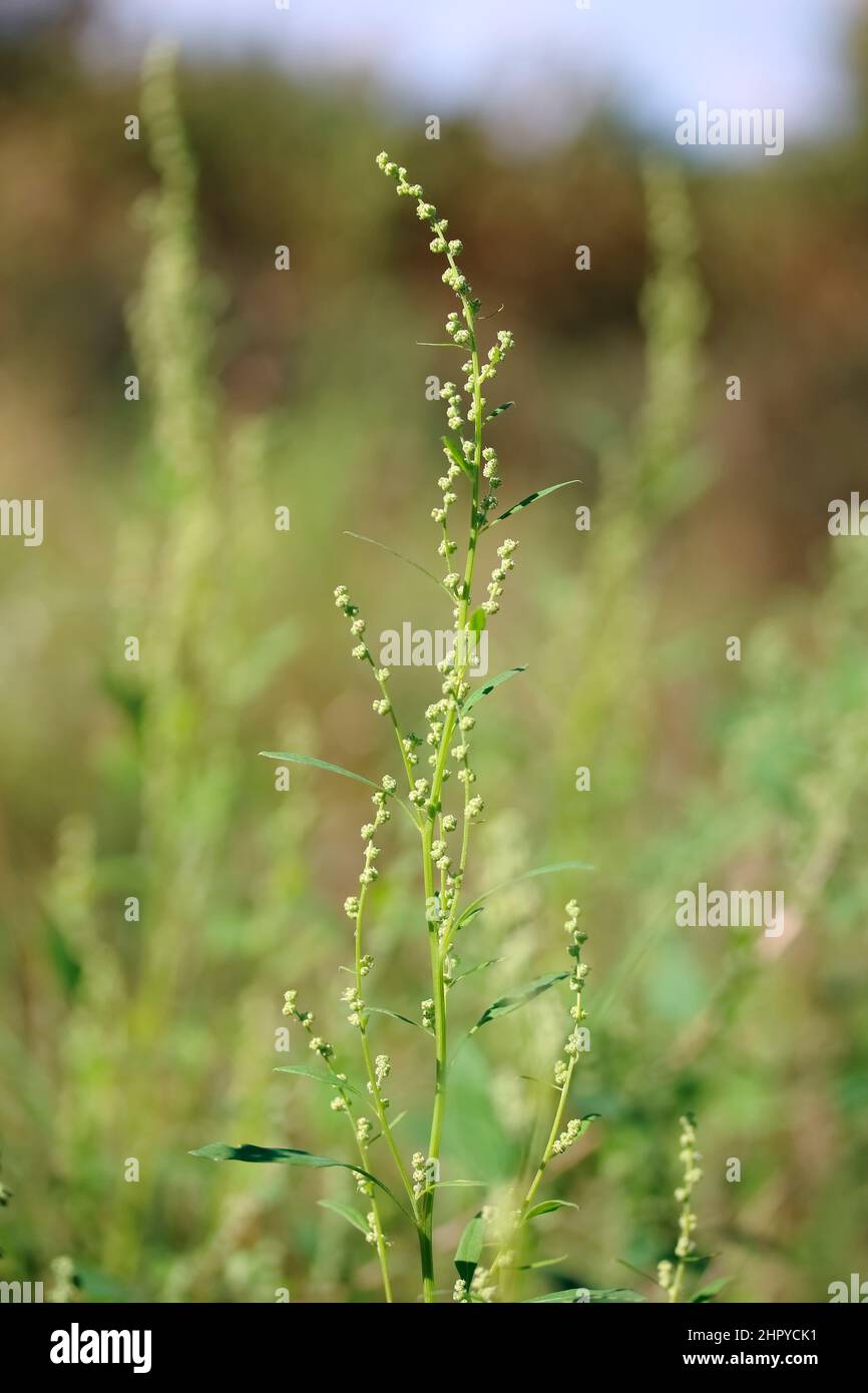 Fat-hen (Chenopodium album), Gard, France Stock Photo - Alamy