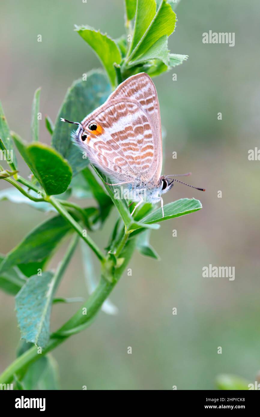 Long-tailed Blue (Lampides boeticus) on leaves, Vaucluse, France Stock ...