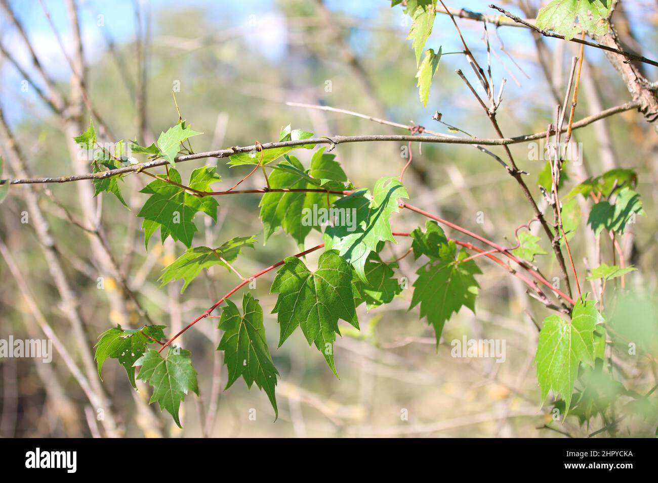 Wild vine (Vitis vinifera) running on a tree, Gard, France Stock Photo ...
