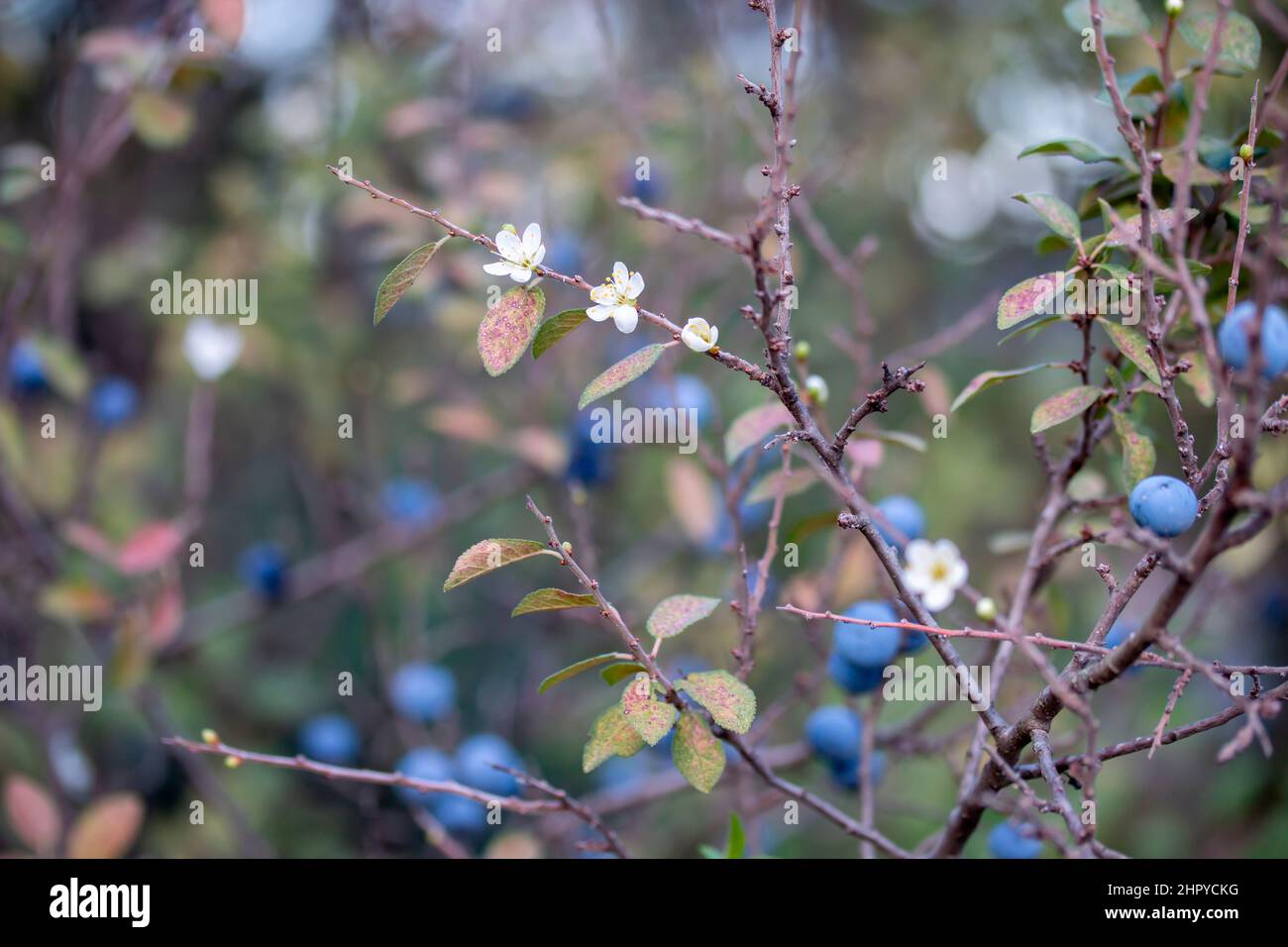 Blackthorn (Prunus spinosa) flowers in autumn, Gard, France Stock Photo ...