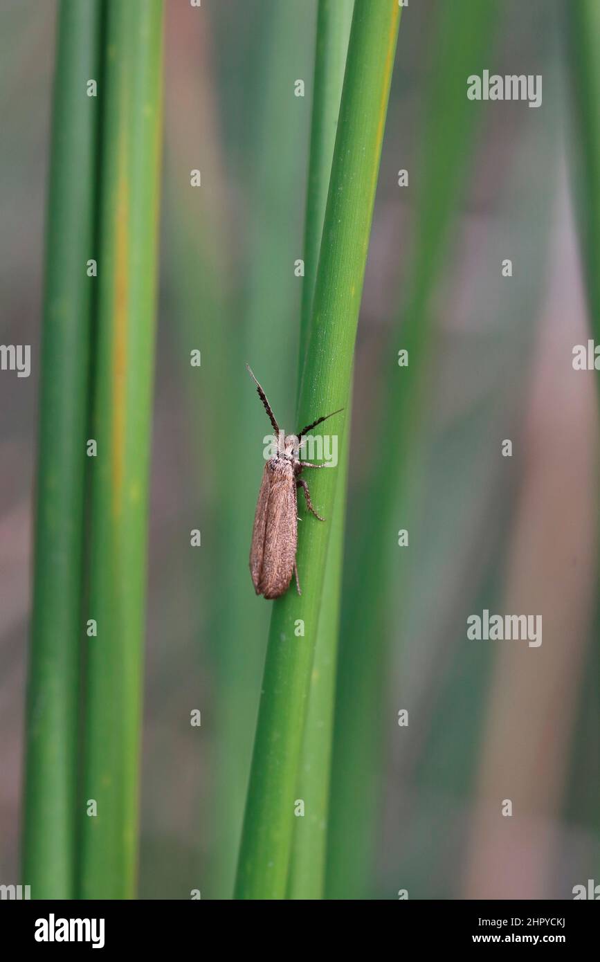 Liverpool feather-horn (Ochsenheimeria taurella) on a rush, Gard ...