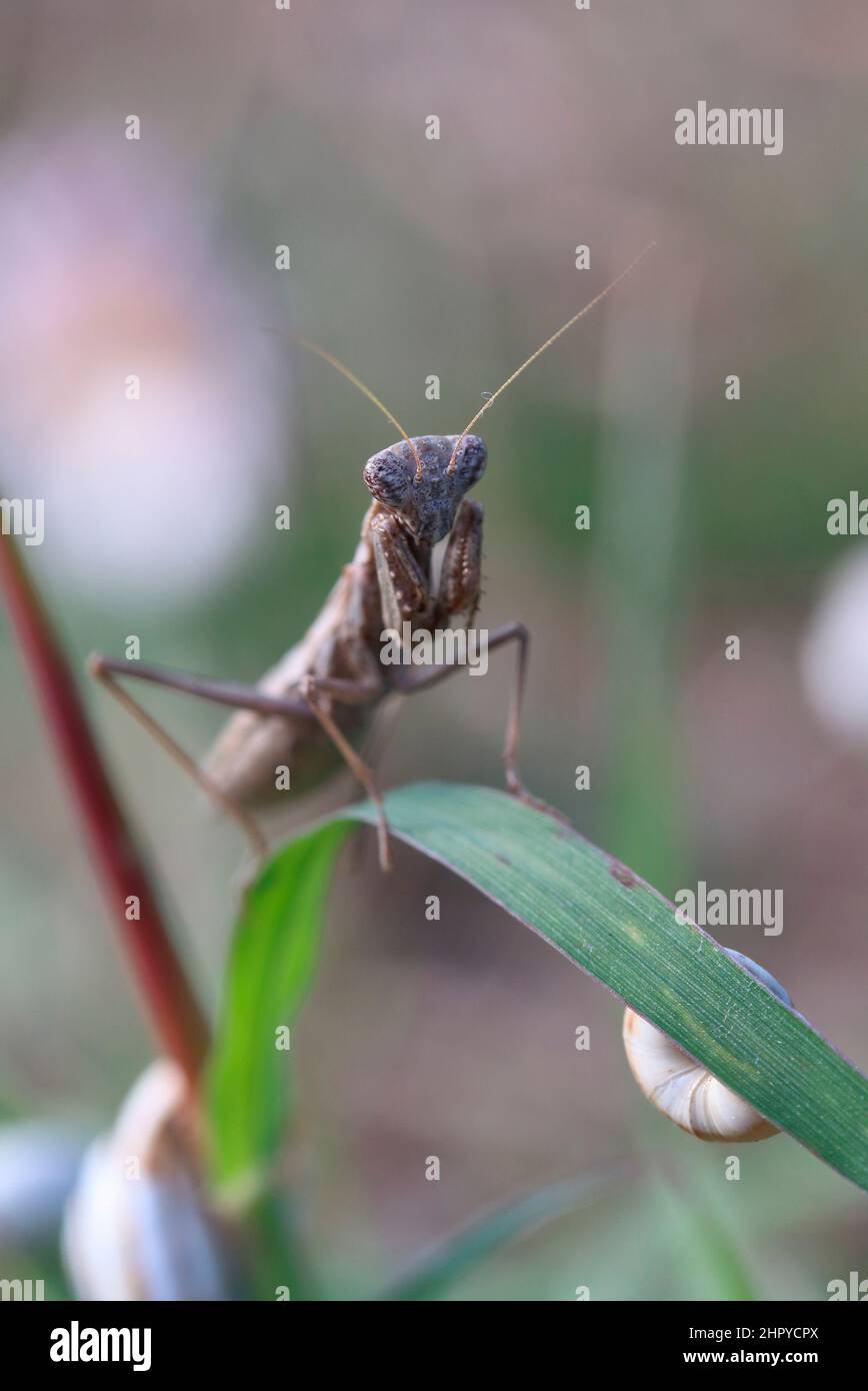 Grey mantis (Ameles decolor) on leaf, Gard, France Stock Photo - Alamy