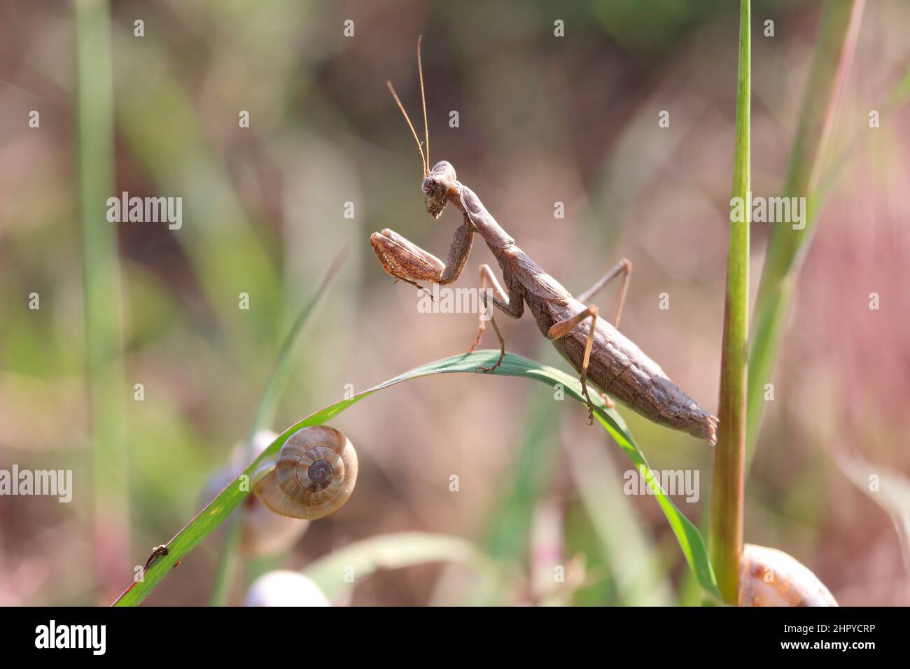 Grey mantises hi-res stock photography and images - Alamy