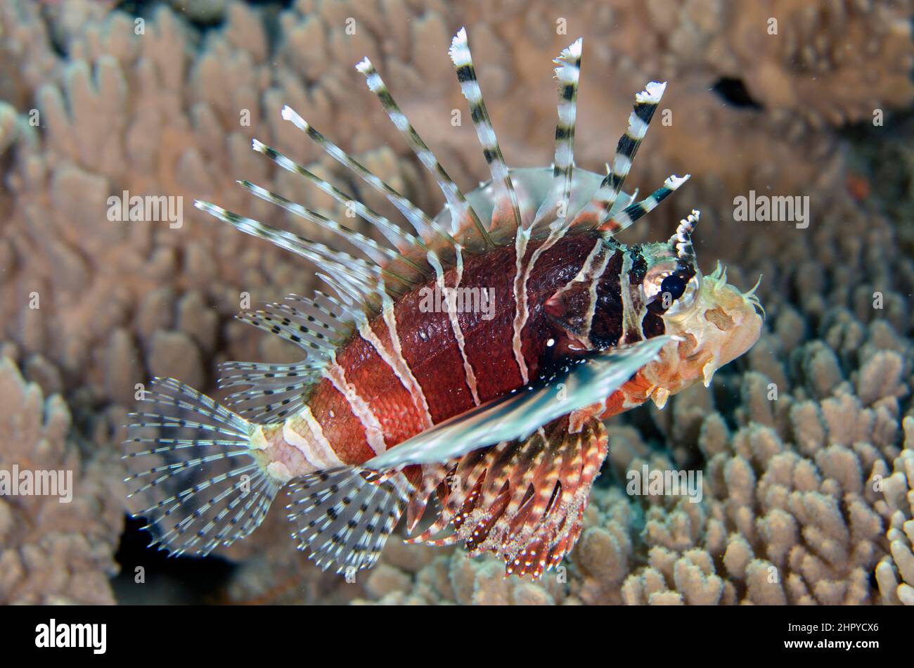 Mombasa Lionfish (Pterois mombasae), Crystal Bay dive site, Padang Bai ...