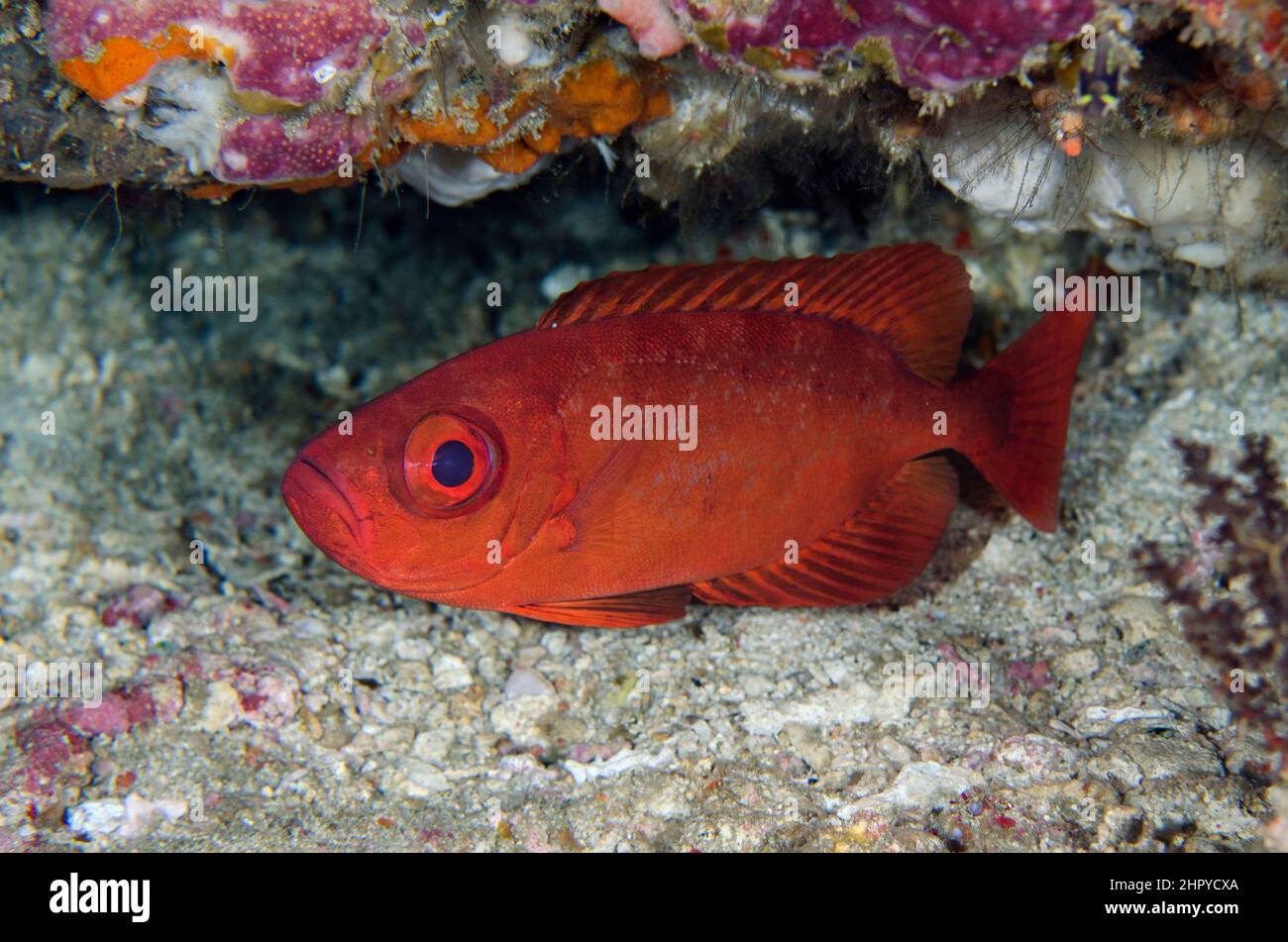 Paeony bulleye priacanthus blochii hi-res stock photography and images ...