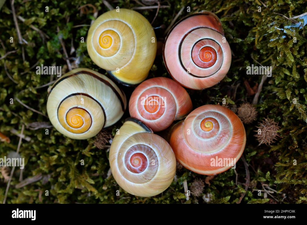 Grove snail (Cepaea nemoralis), polymorphism, Gers, France Stock Photo ...
