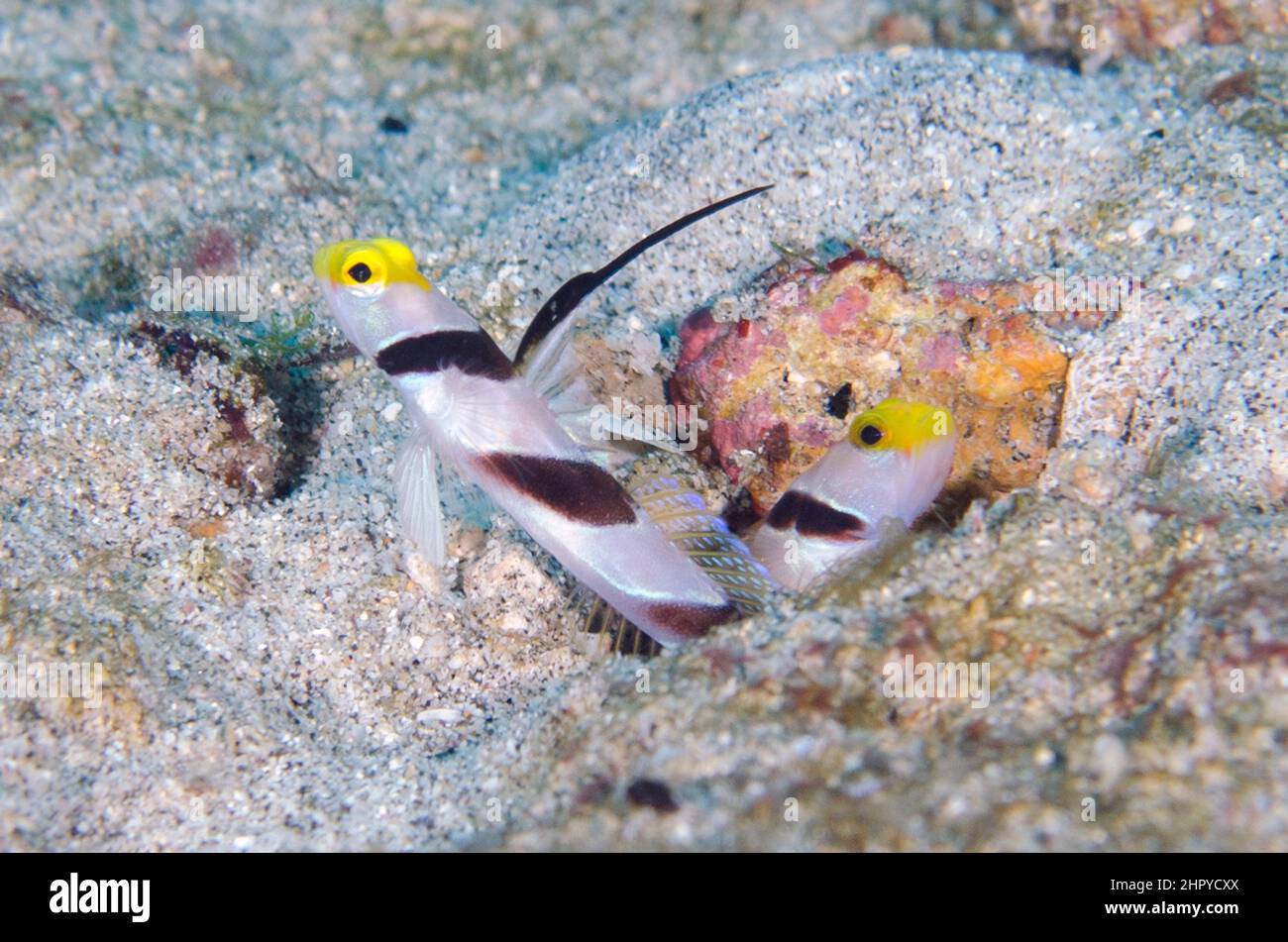 Pair of Black-rayed Shrimpgobies (Stonogobiops nematodes) with ...