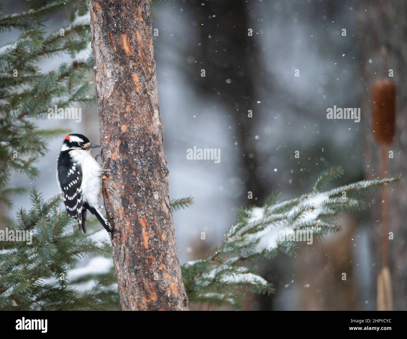 Woodpecking hi-res stock photography and images - Alamy