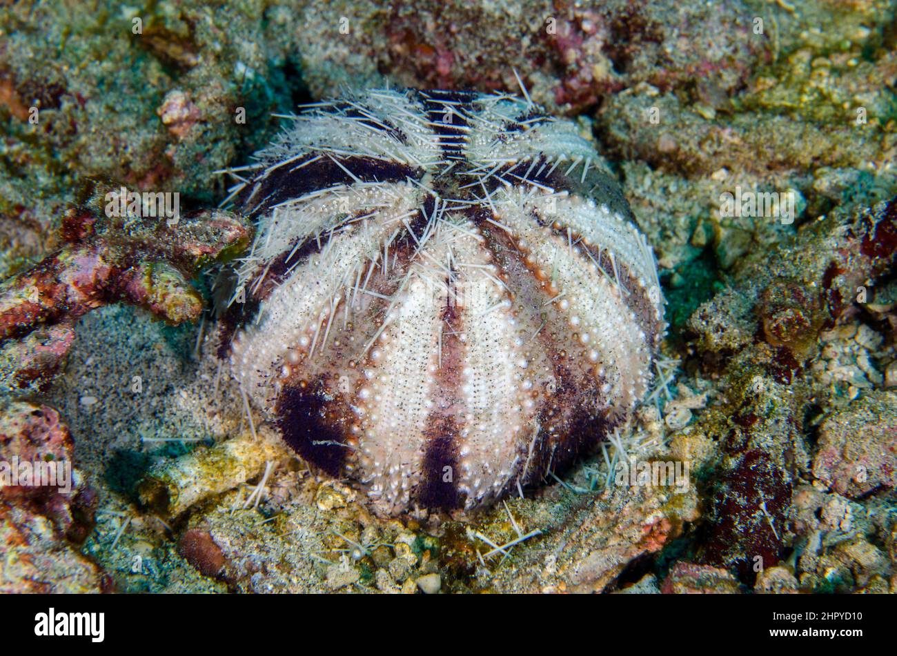 Cake Urchin (Tripneustes gratilla) predate by a sea star, Crystal Bay ...