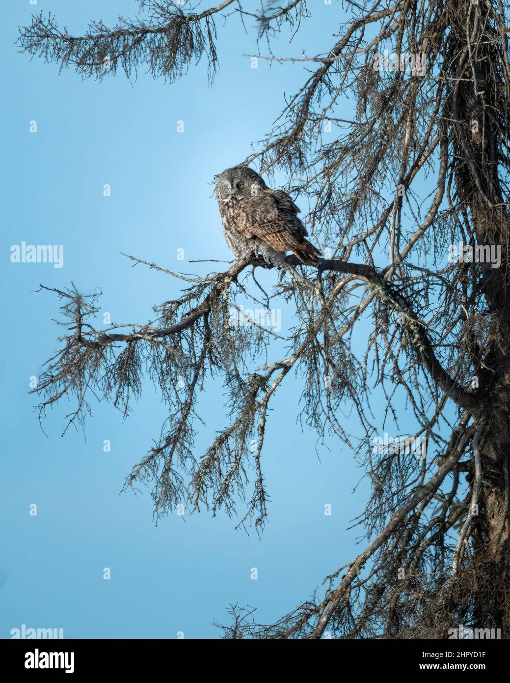 Great grey owl high on a tree branch Stock Photo - Alamy