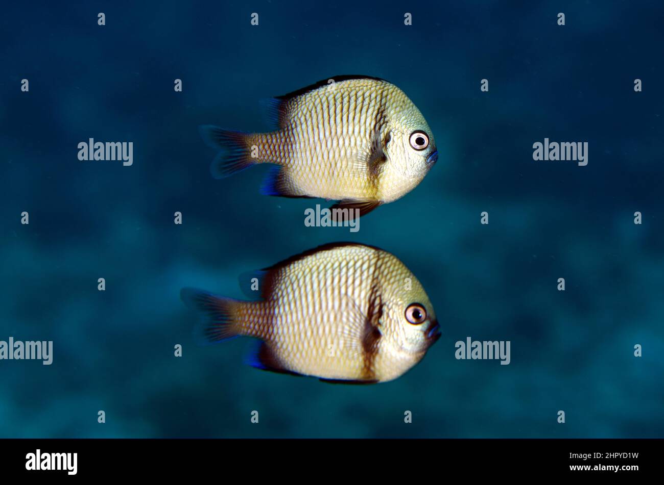 Pair of Reticulated Dascyllus (Dascyllus reticulatus), Crystal Bay Wall ...