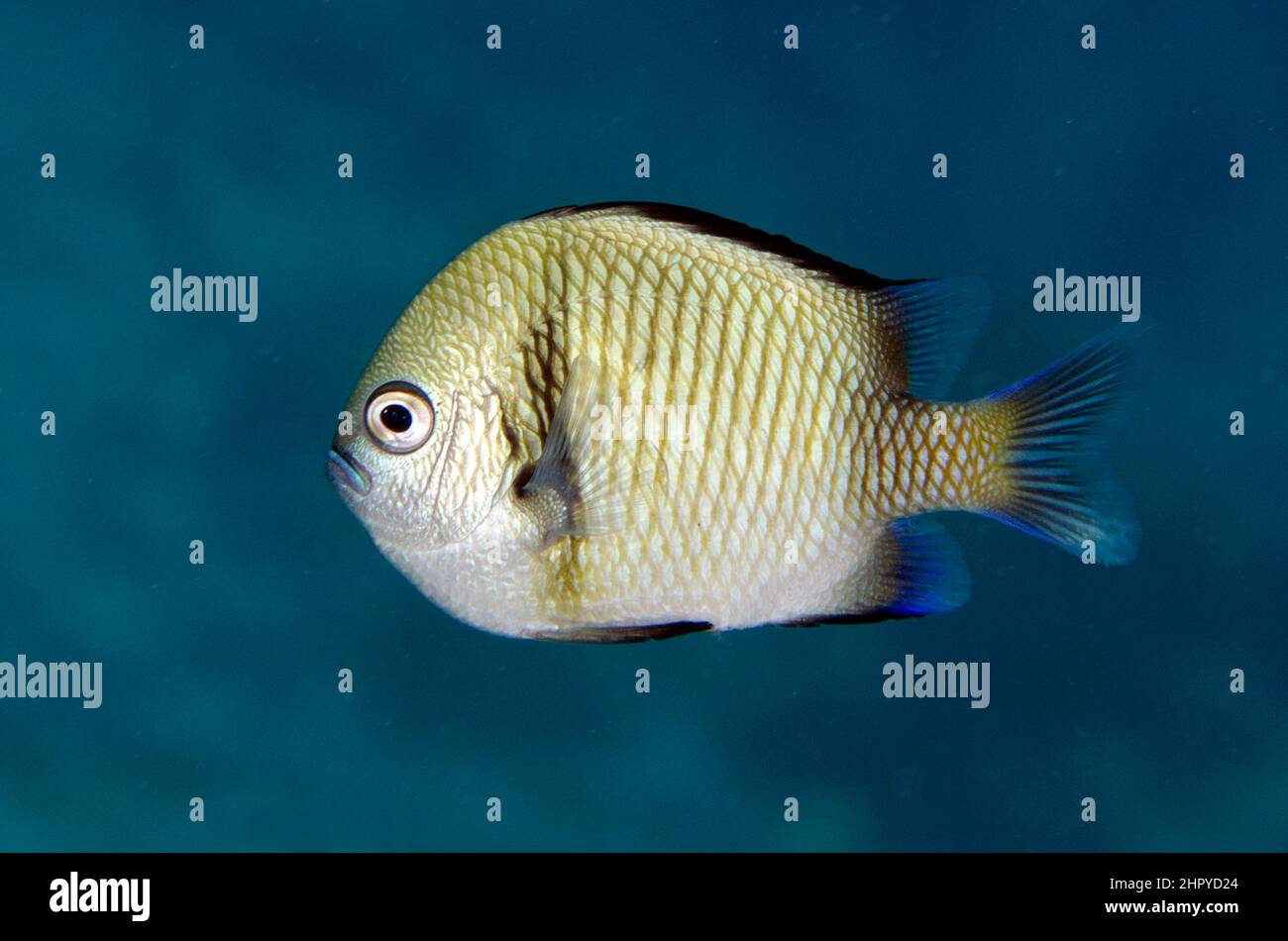 Reticulated Dascyllus (Dascyllus reticulatus), Crystal Bay Wall dive ...