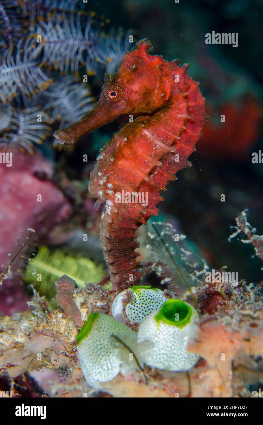 Estuary Seahorse (Hippocampus kuda), with colony of Robust Sea Squirts ...