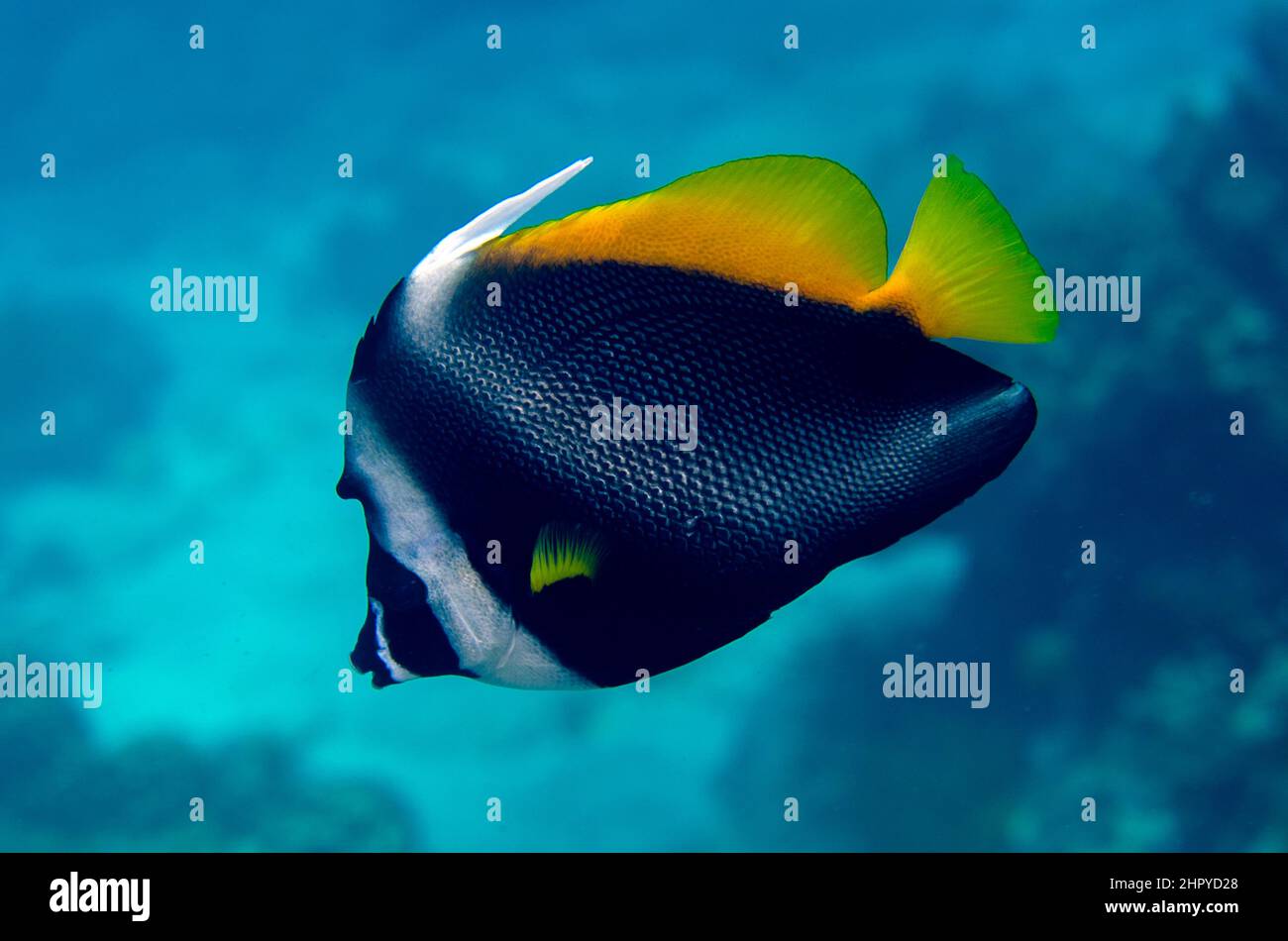Singularius hi-res stock photography and images - Alamy