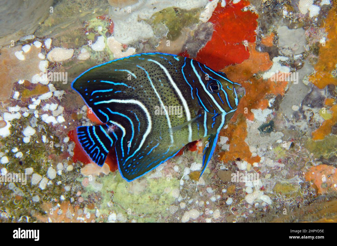 Juvenile Semicircle Angelfish (Pomacanthus semicirculatus) also called ...