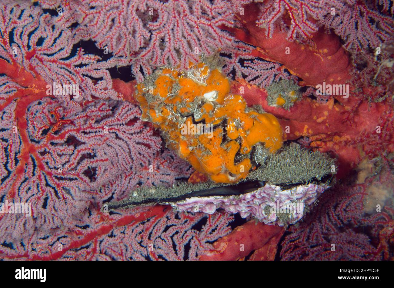 Cock's Clam Oyster (Lopha cristagalli) and Penguin's Wing Oyster ...