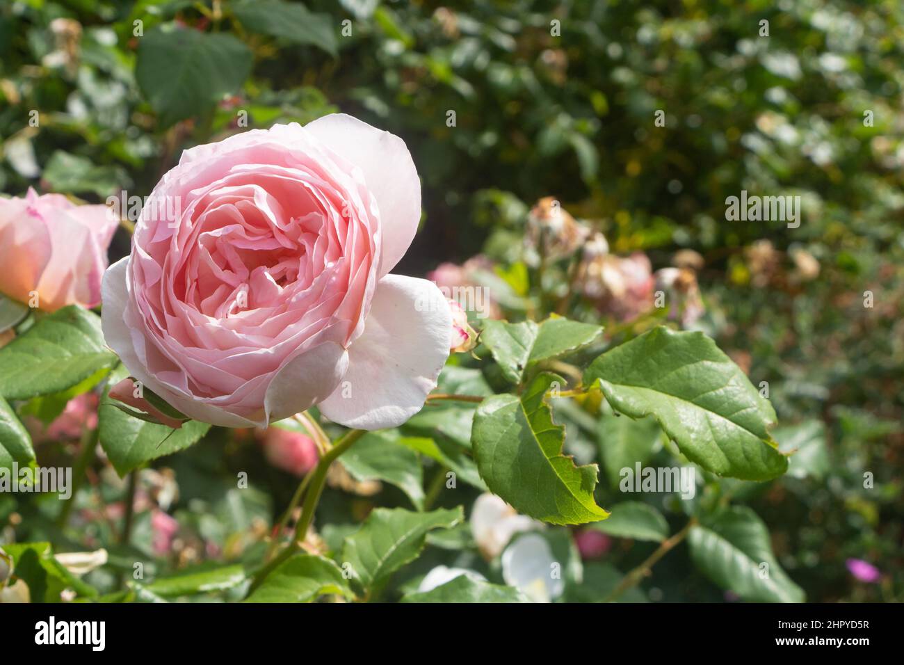 Pink rose in a garden during spring Stock Photo - Alamy