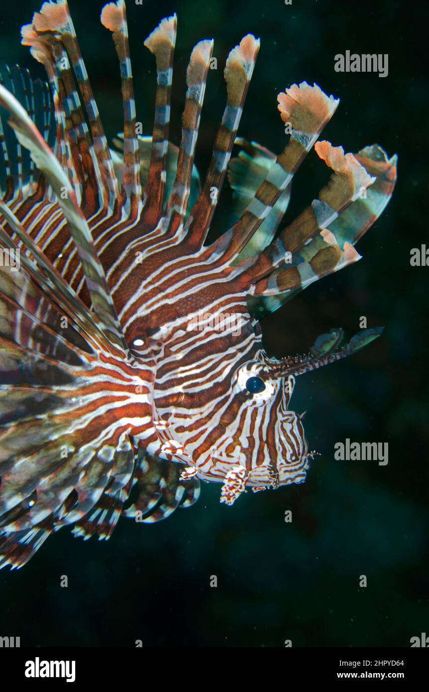 Indian Lionfish (Pterois miles) with venomous spines and showy pectoral ...