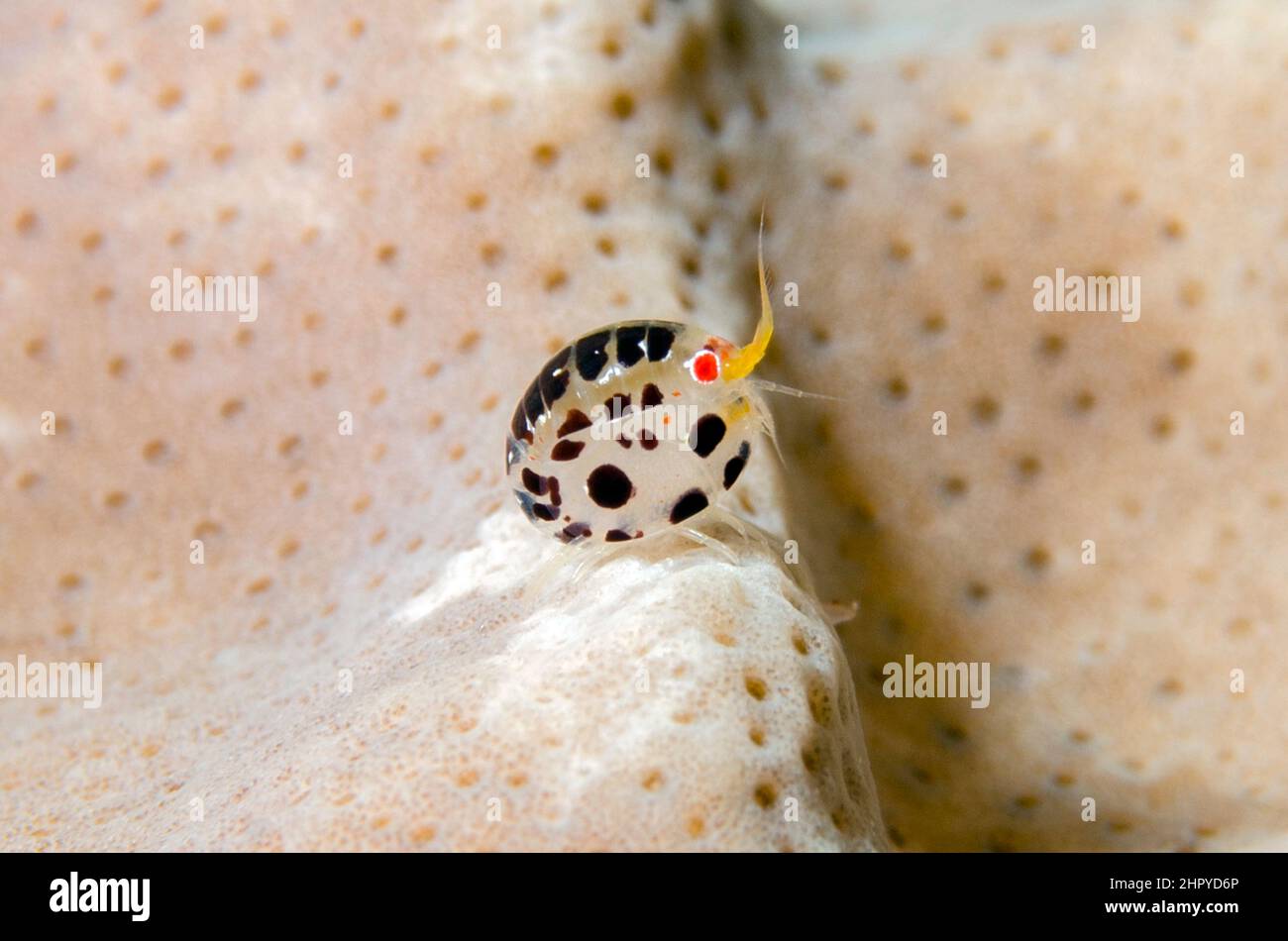 Dalmatian Ladybug Amphipod (Cyproideidae Family) on sponge (Porifera ...