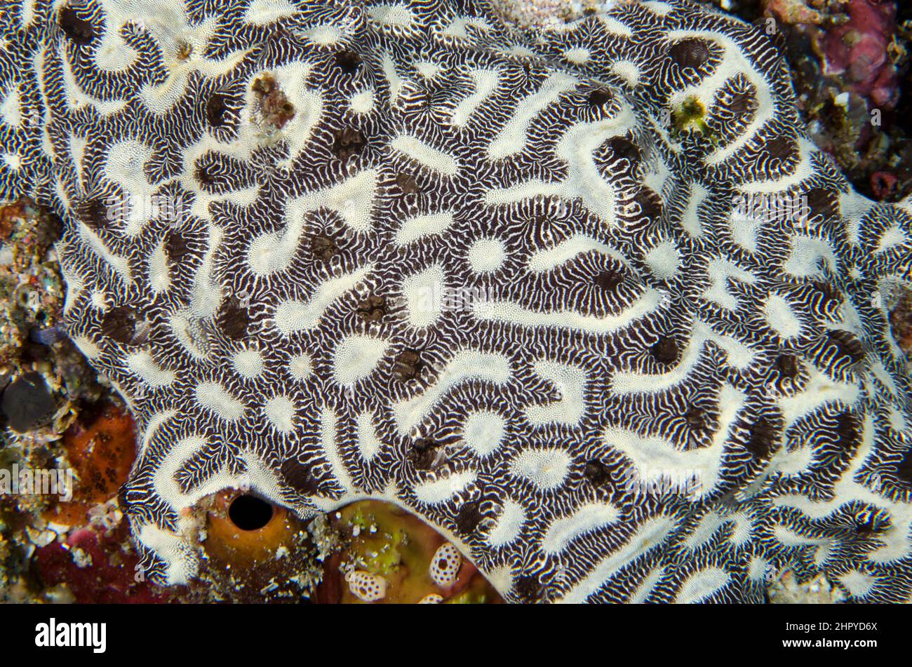 Tunicates (Botryllus sp), Gili Tepekong dive site, Candidasa, Bali ...