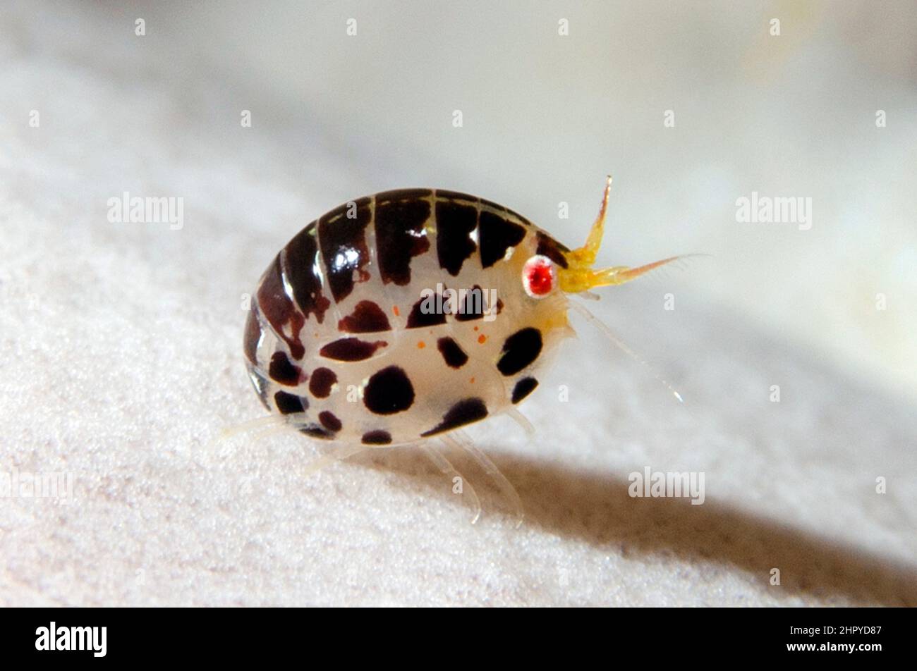 Dalmatian Ladybug Amphipod (Cyproideidae Family) on sponge (Porifera ...