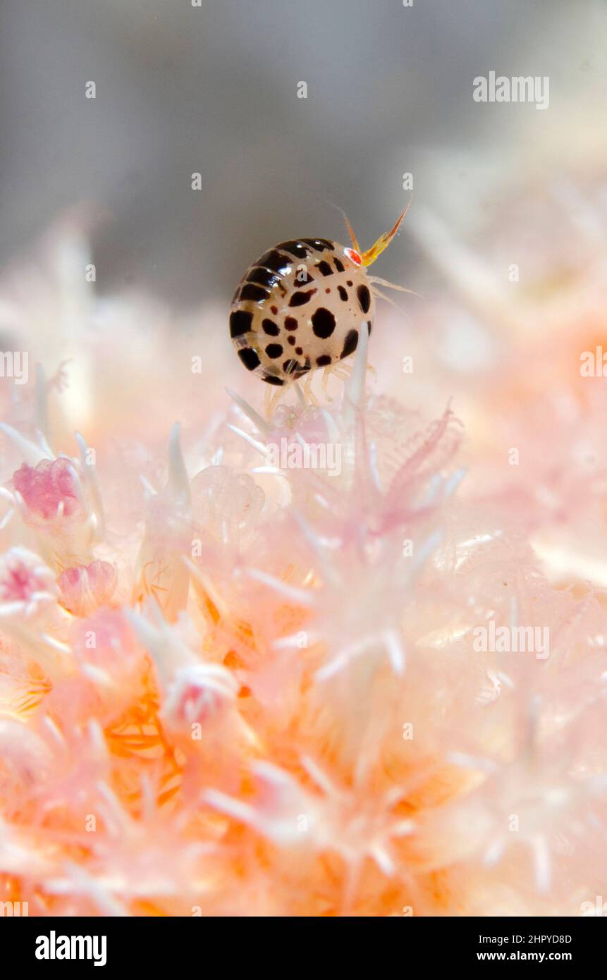 Dalmatian Ladybug Amphipod (Cyproideidae Family) on coral, Gili ...