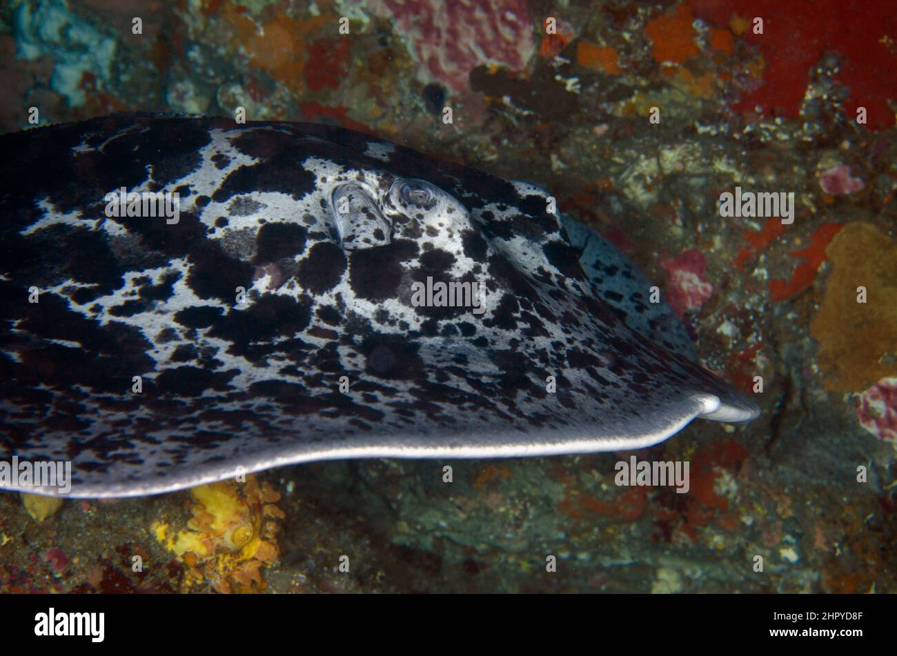 Marbled Stingray (Taeniura meyenis) classified as Vulnerable as it is ...