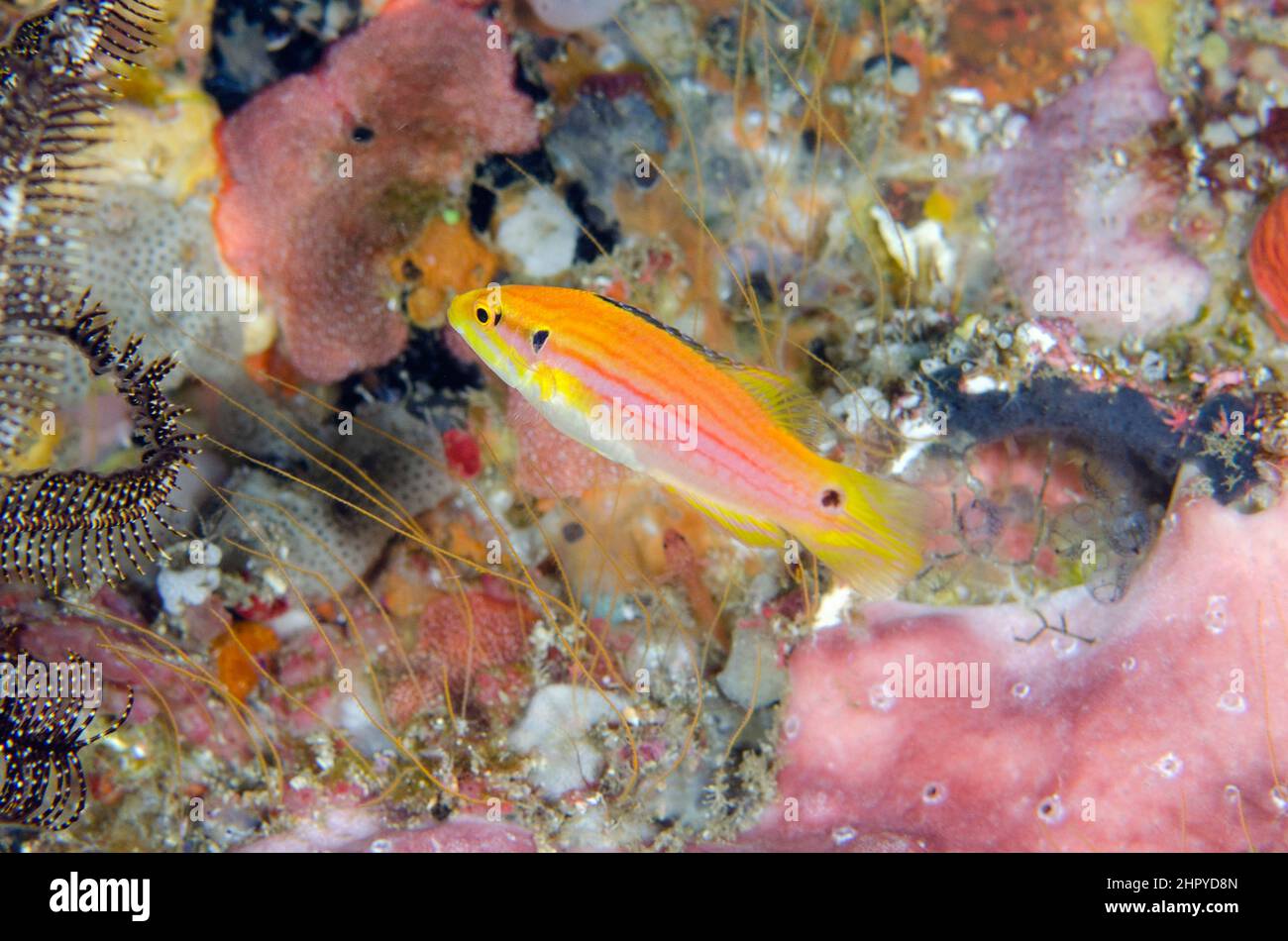 Yellow form of Twospot Slender Hogfish (Bodianus bimaculatus), Gili Tepekong dive site ...