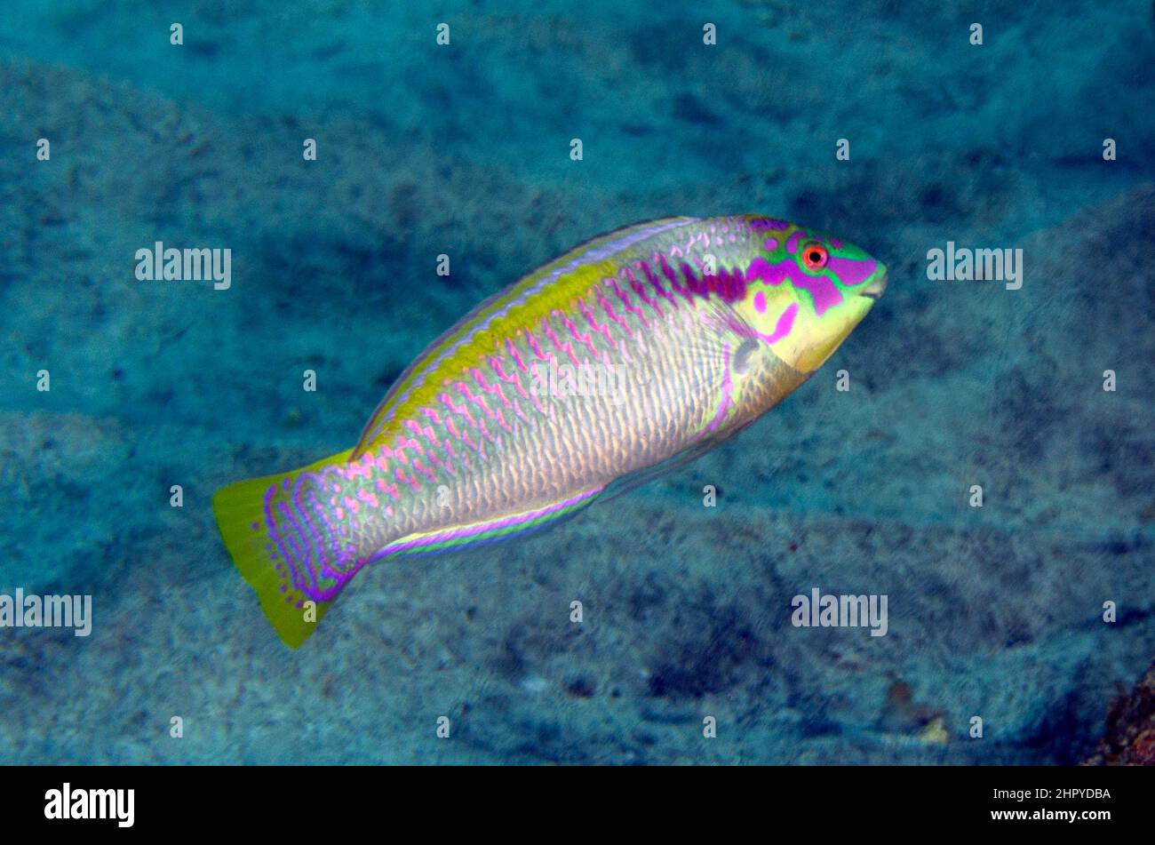 Zigzag Wrasse (Halichoeres scapularis), Turtleneck dive site, Padang ...