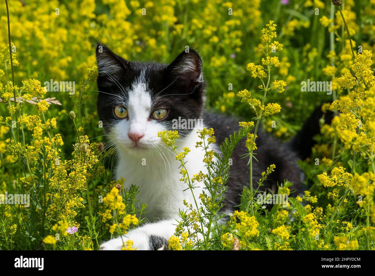 Black and white kitten, European house cat, in a flowery meadow ...