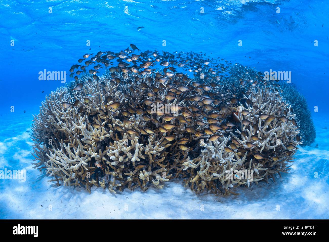 School of hatchet fish protecting themselves near a colony of stag horn ...