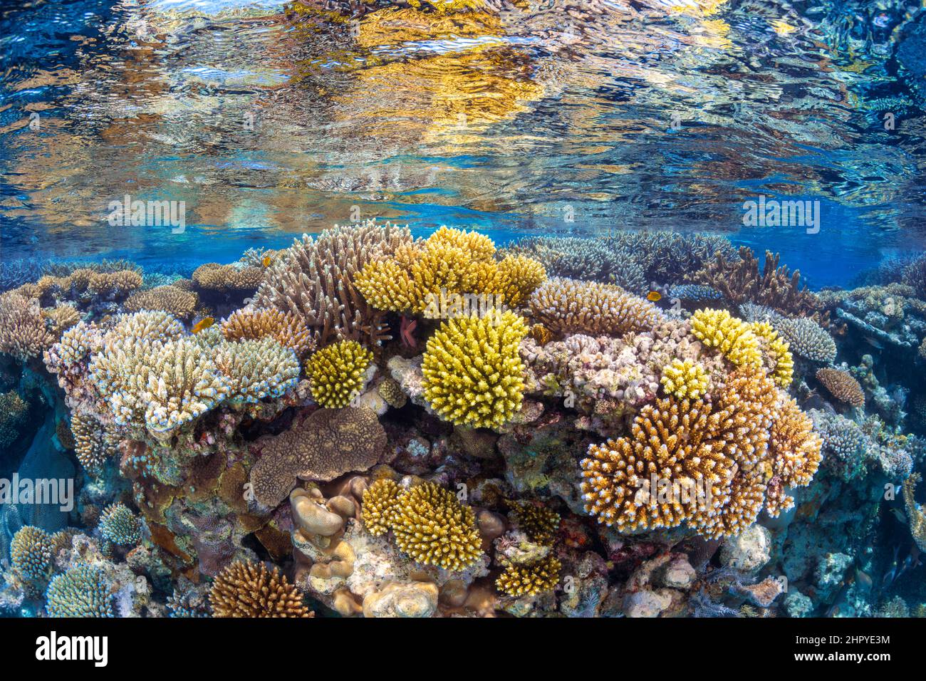 The fabulous biodiversity of the coral reefs of the southern pools ...