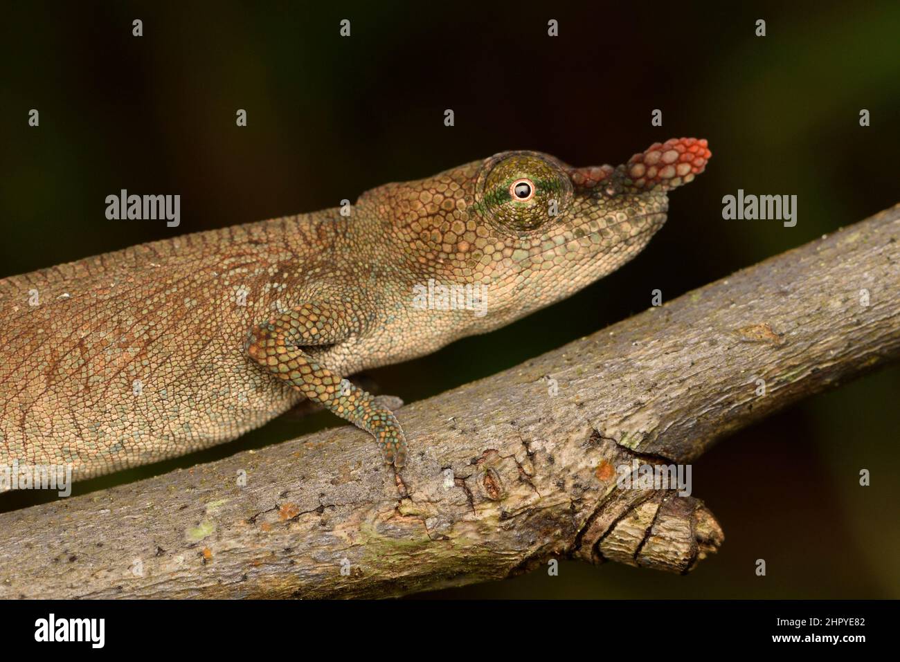 Portrait of Blade chameleon (Calumma gallus) female on a branch ...