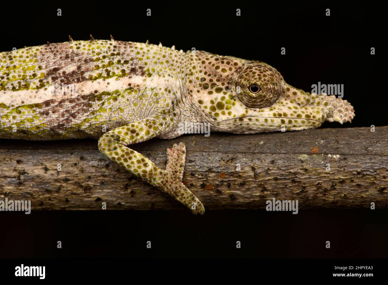 Portrait of Nose-horned Chameleon (Calumma nasutum) on a branch ...