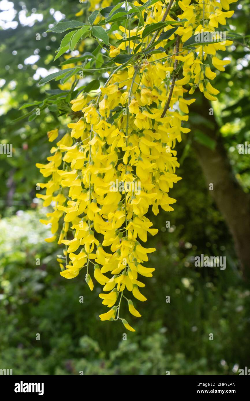 Laburnum alpinum hi-res stock photography and images - Alamy