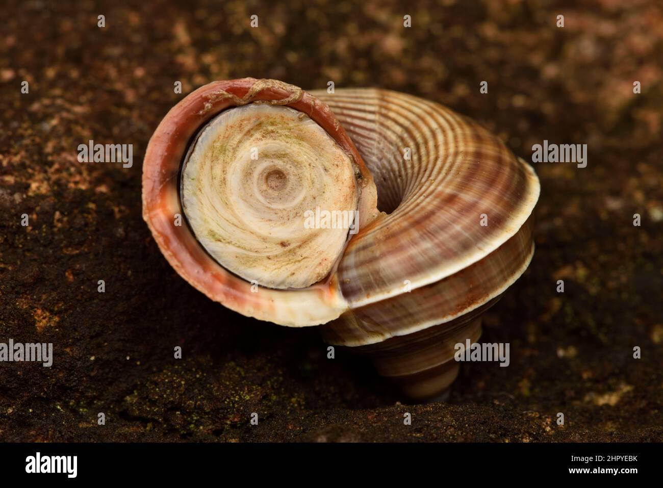 Land snail (Tropidophora tricarinata) showing the opening of its ...