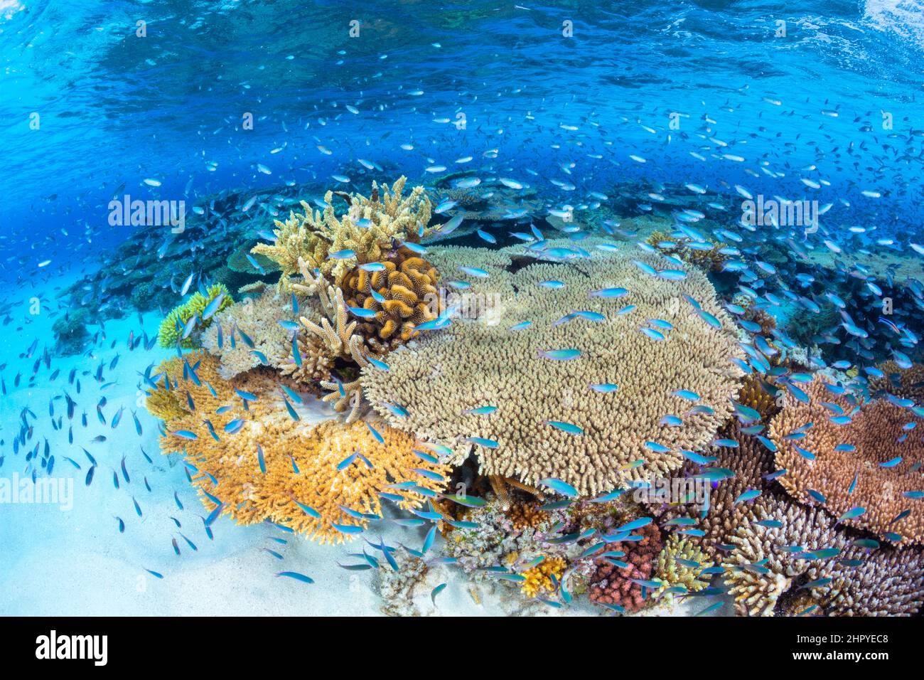 Tabular corals and tropical fish. Magnificent coral reef on the white ...