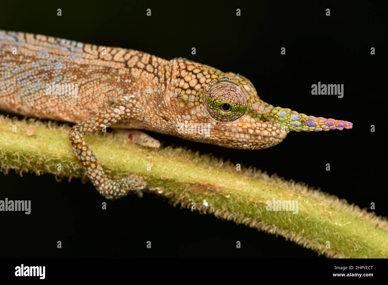 Portrait of Blade chameleon (Calumma gallus) male on a stem, Andasibe ...