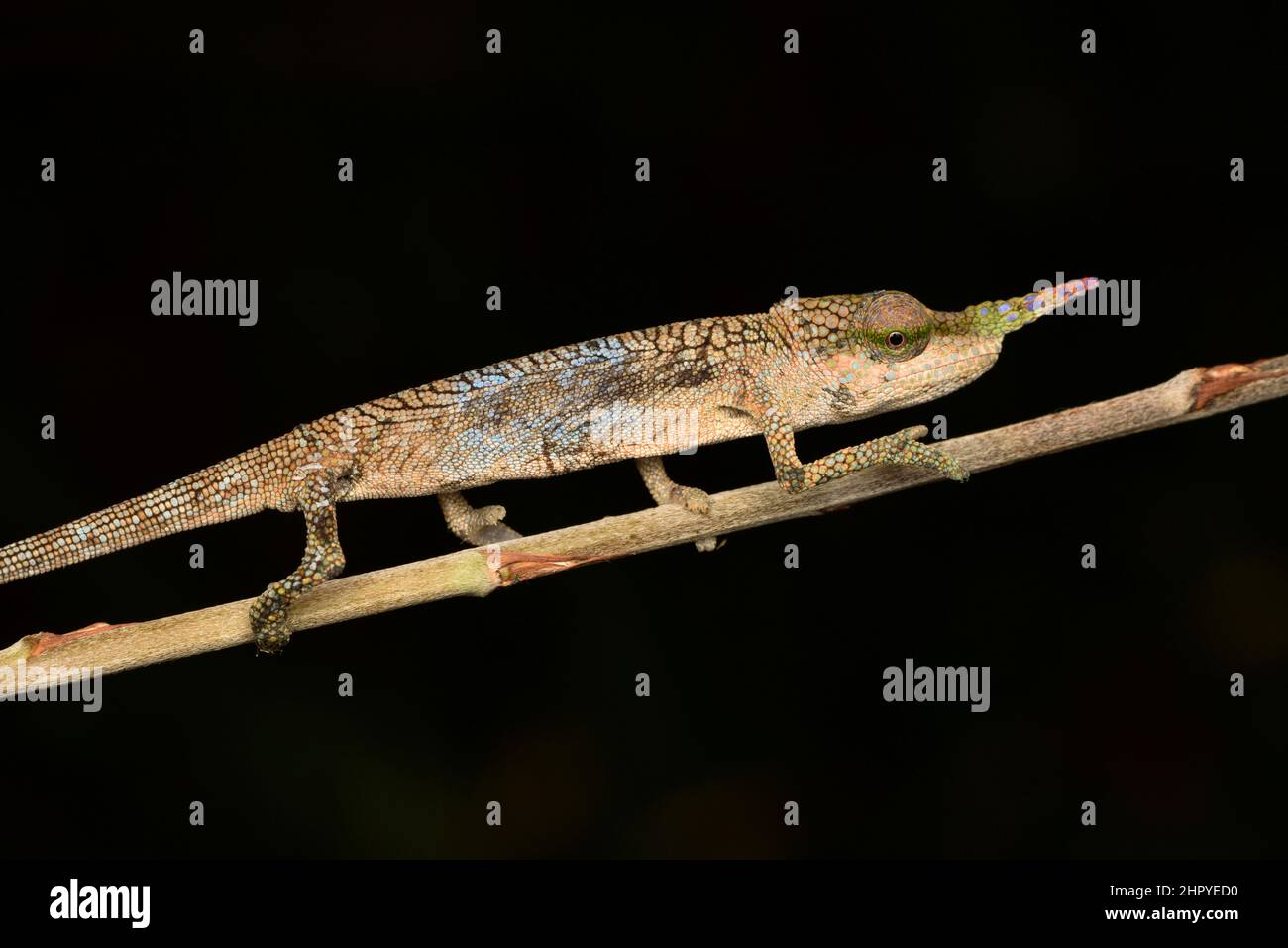 Blade chameleon (Calumma gallus) male on a stem, Andasibe (Perinet ...